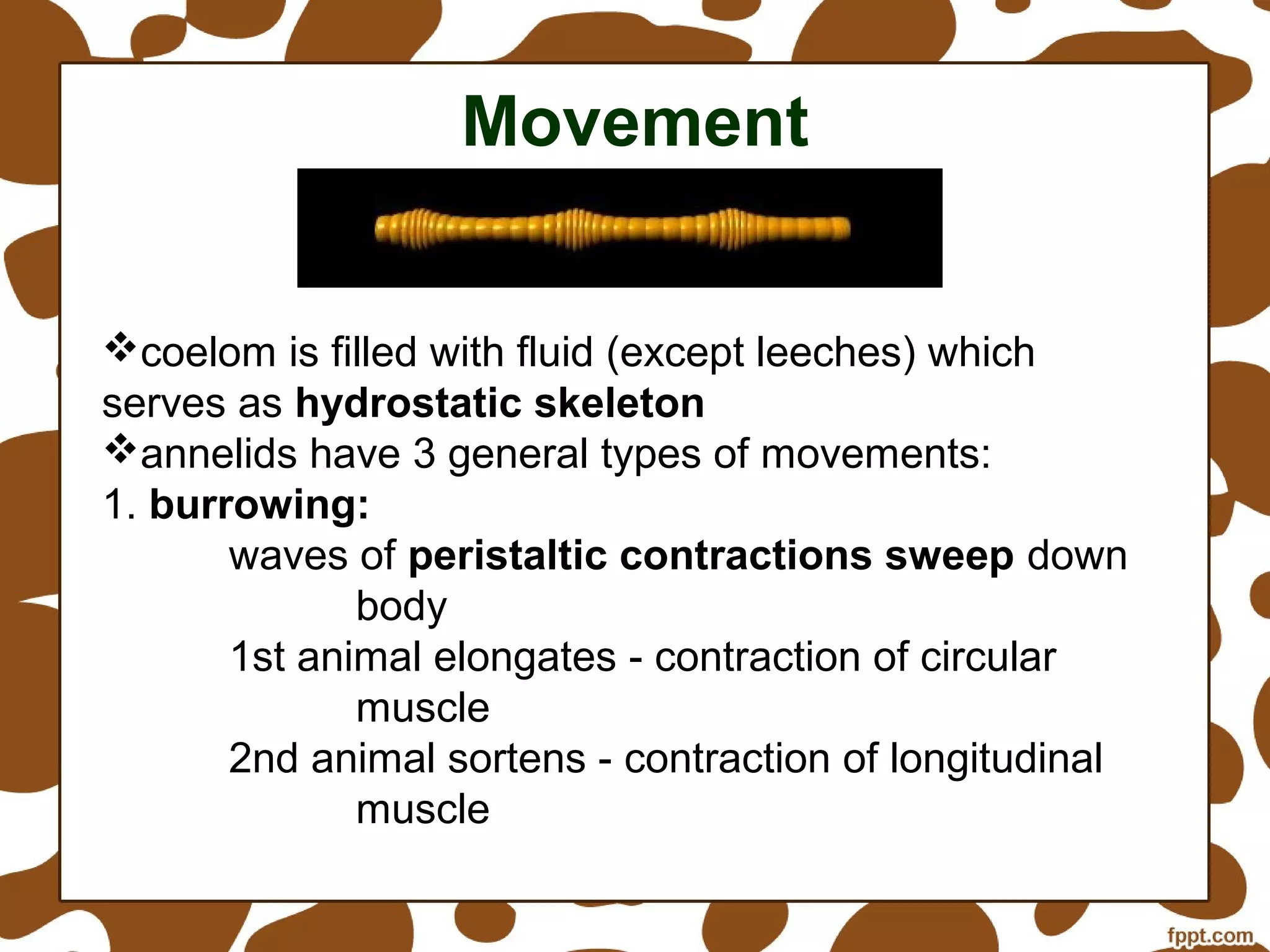 Phylum Annelida - Class Polychaeta, Class Oligochaeta, Class Hirudinea ...