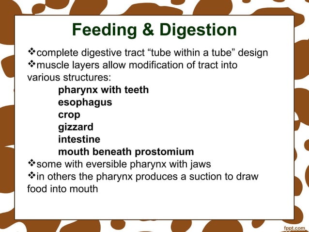 Phylum Annelida - Class Polychaeta, Class Oligochaeta, Class Hirudinea ...