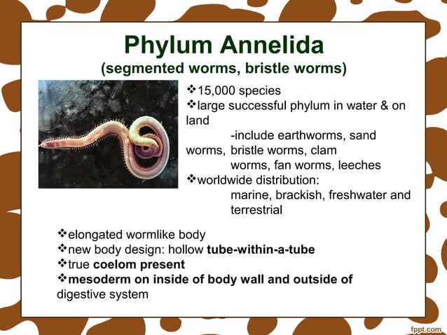 Phylum Annelida - Class Polychaeta, Class Oligochaeta, Class Hirudinea ...