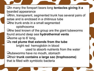 Phylum Annelida - Class Polychaeta, Class Oligochaeta, Class Hirudinea ...