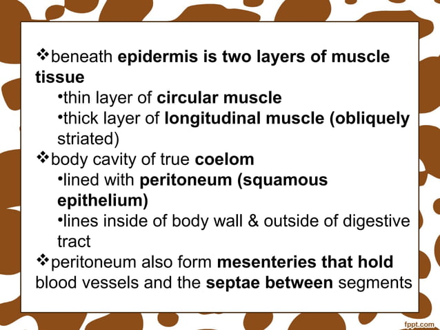 Phylum Annelida - Class Polychaeta, Class Oligochaeta, Class Hirudinea ...