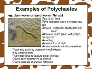 Polychaeta Characteristics Of