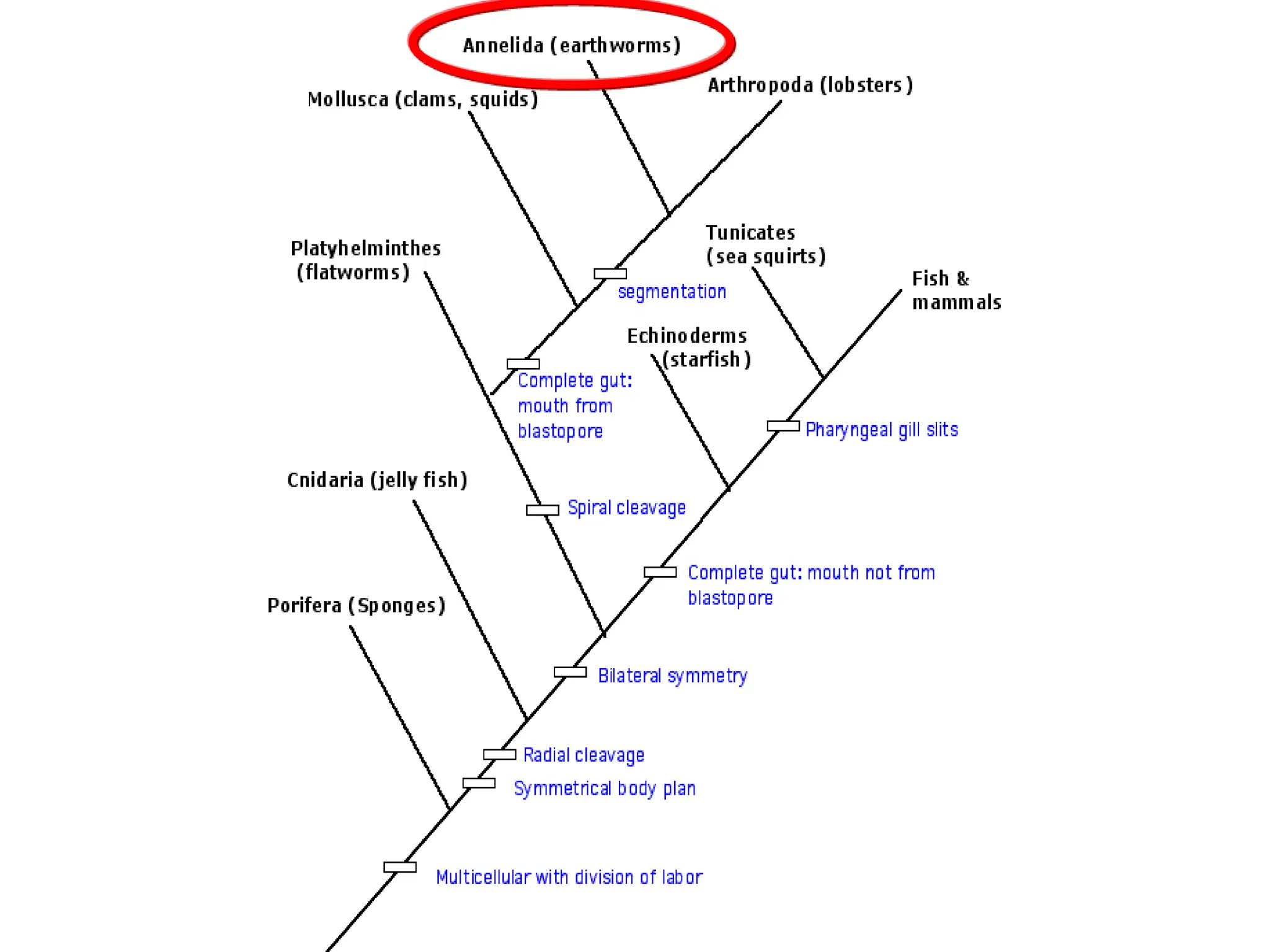 Phylum_Annelida_2014111111111111111111111.ppt