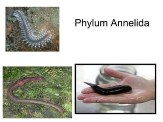 Phylum_Annelida_2014111111111111111111111.ppt