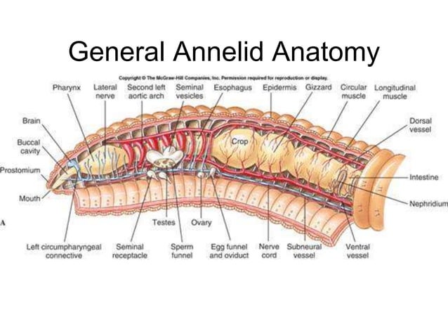 Phylum_Annelida_2014111111111111111111111.ppt