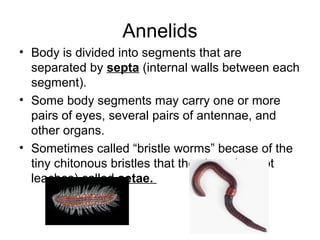Phylum annelida 2016 | PPT