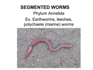 Marine Phylum Annelida