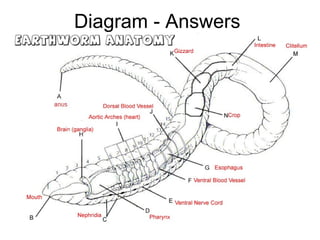 Annelida Diagram