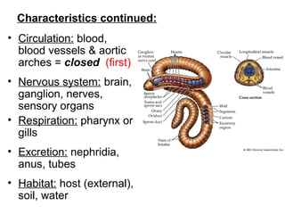 Annelida Characteristics