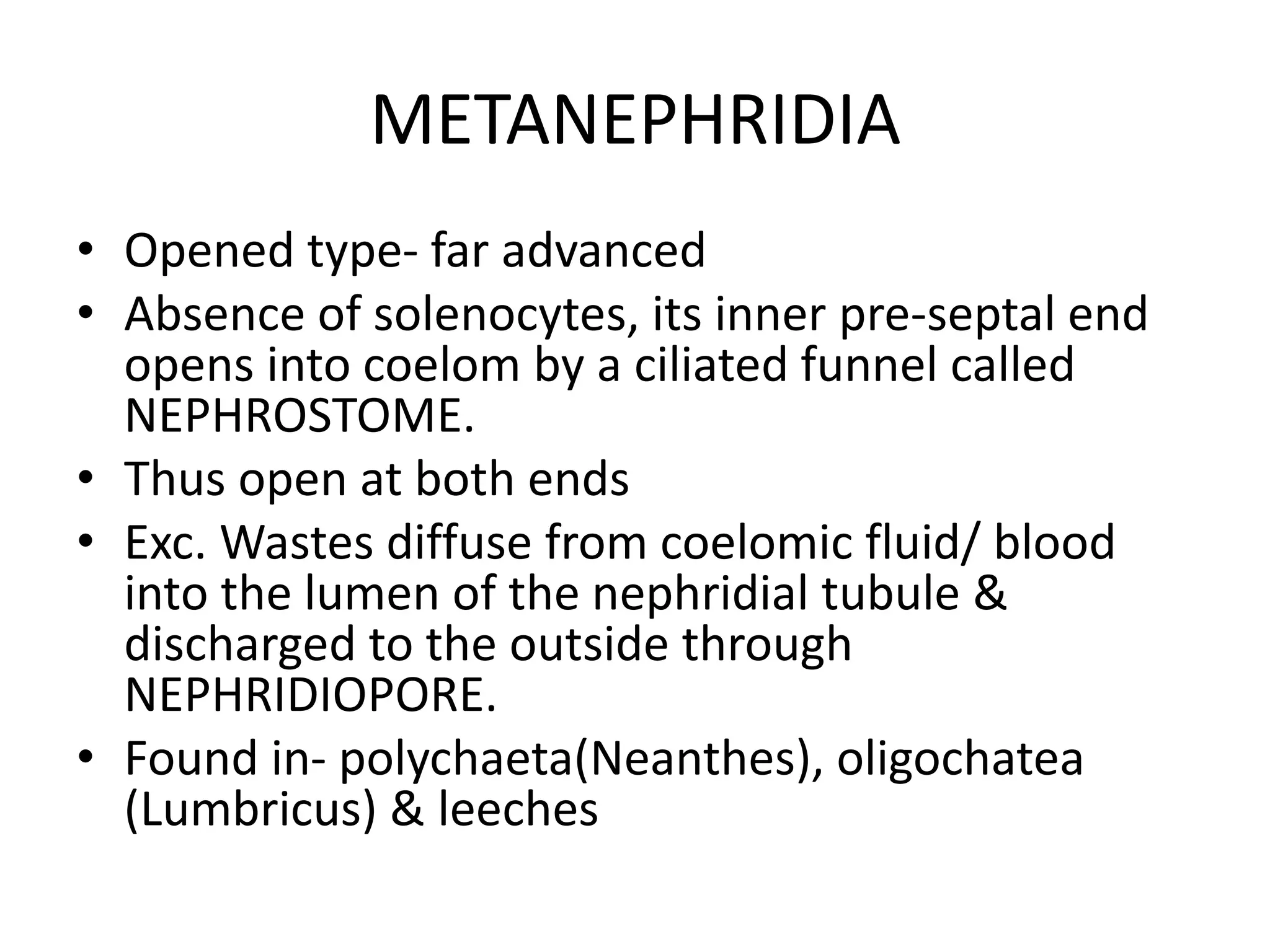 Phylum annelida- excretion in annelida | PPTX