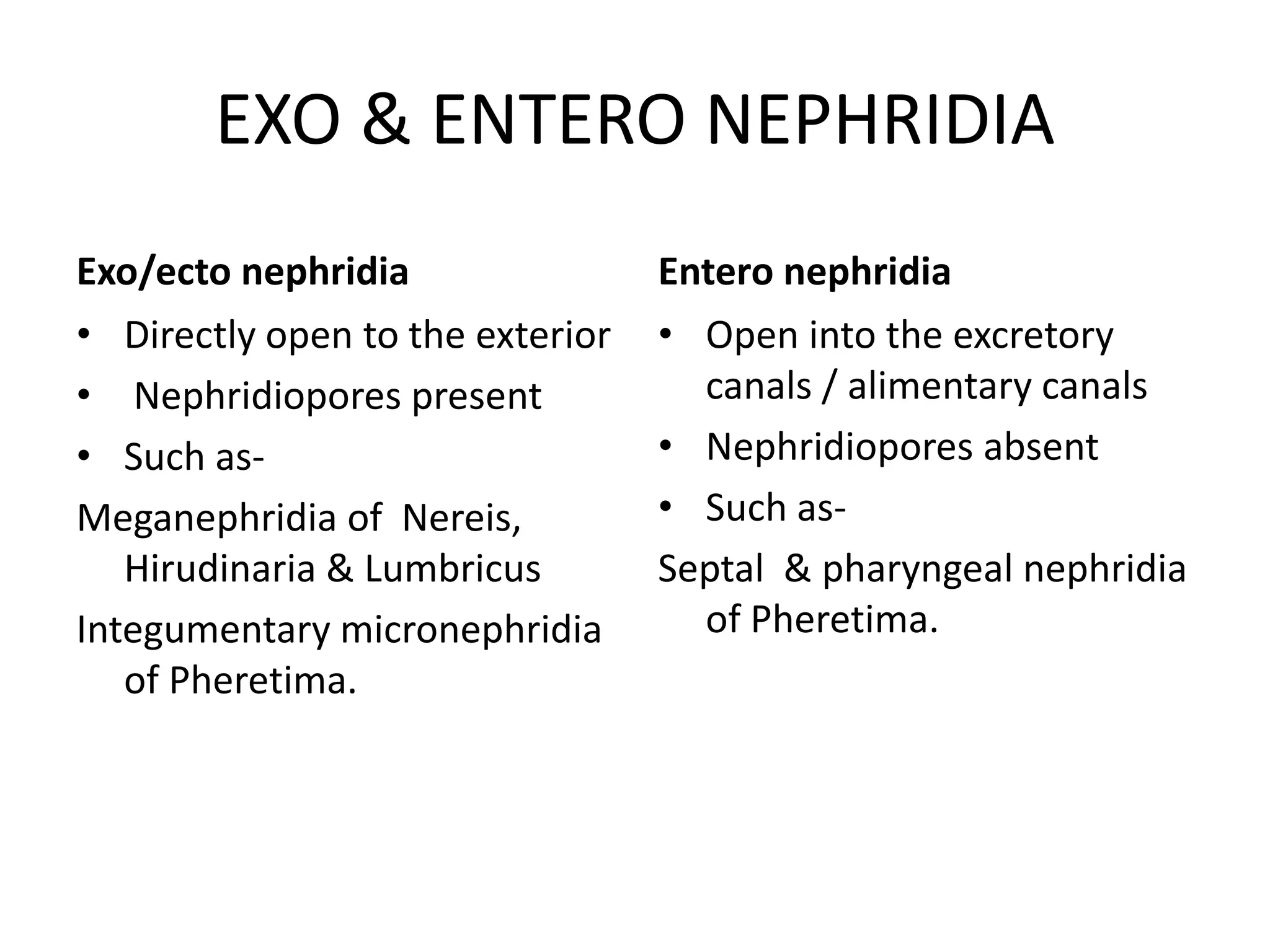 Phylum annelida- excretion in annelida | PPTX