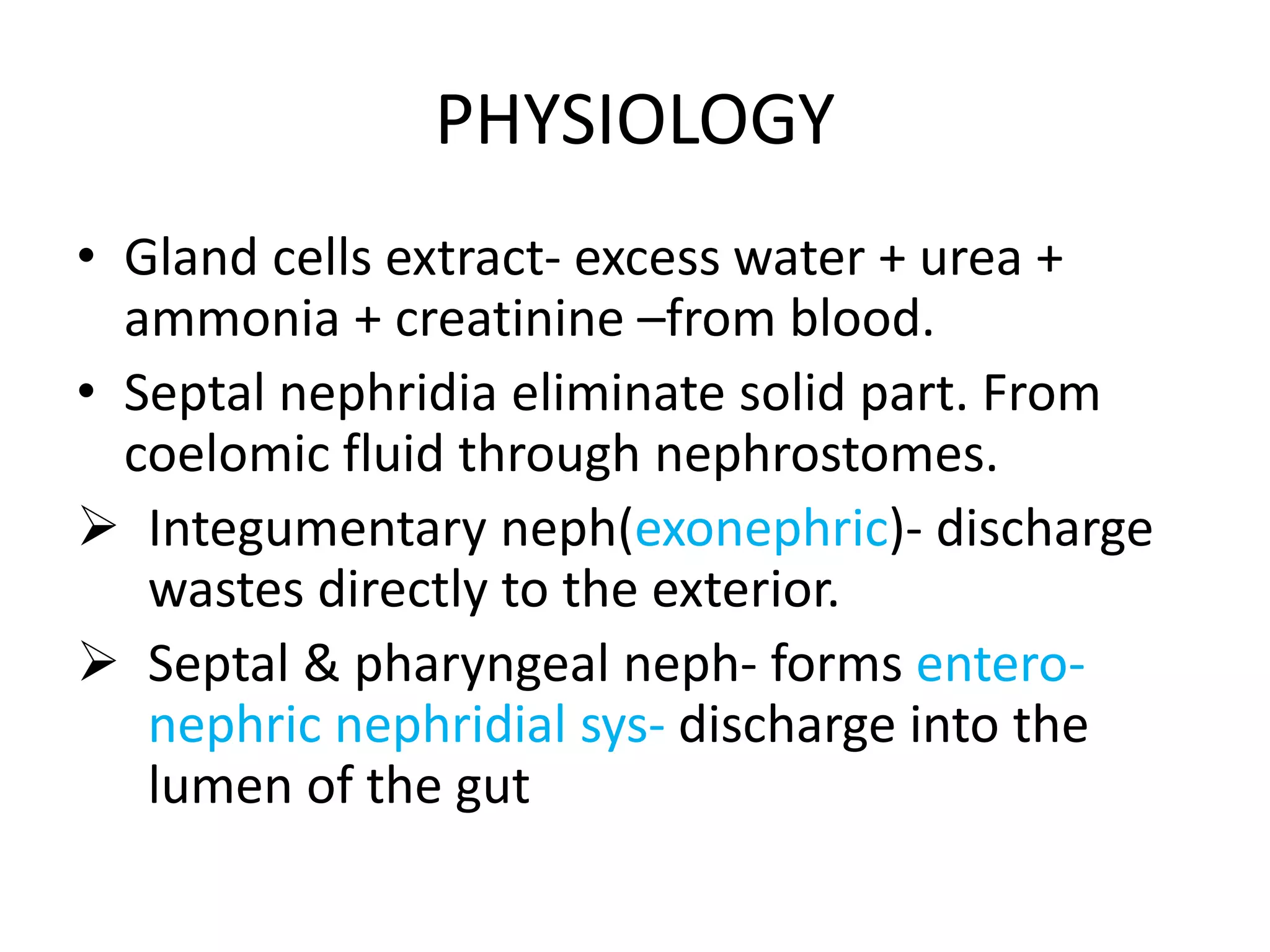 Phylum annelida- excretion in annelida | PPTX