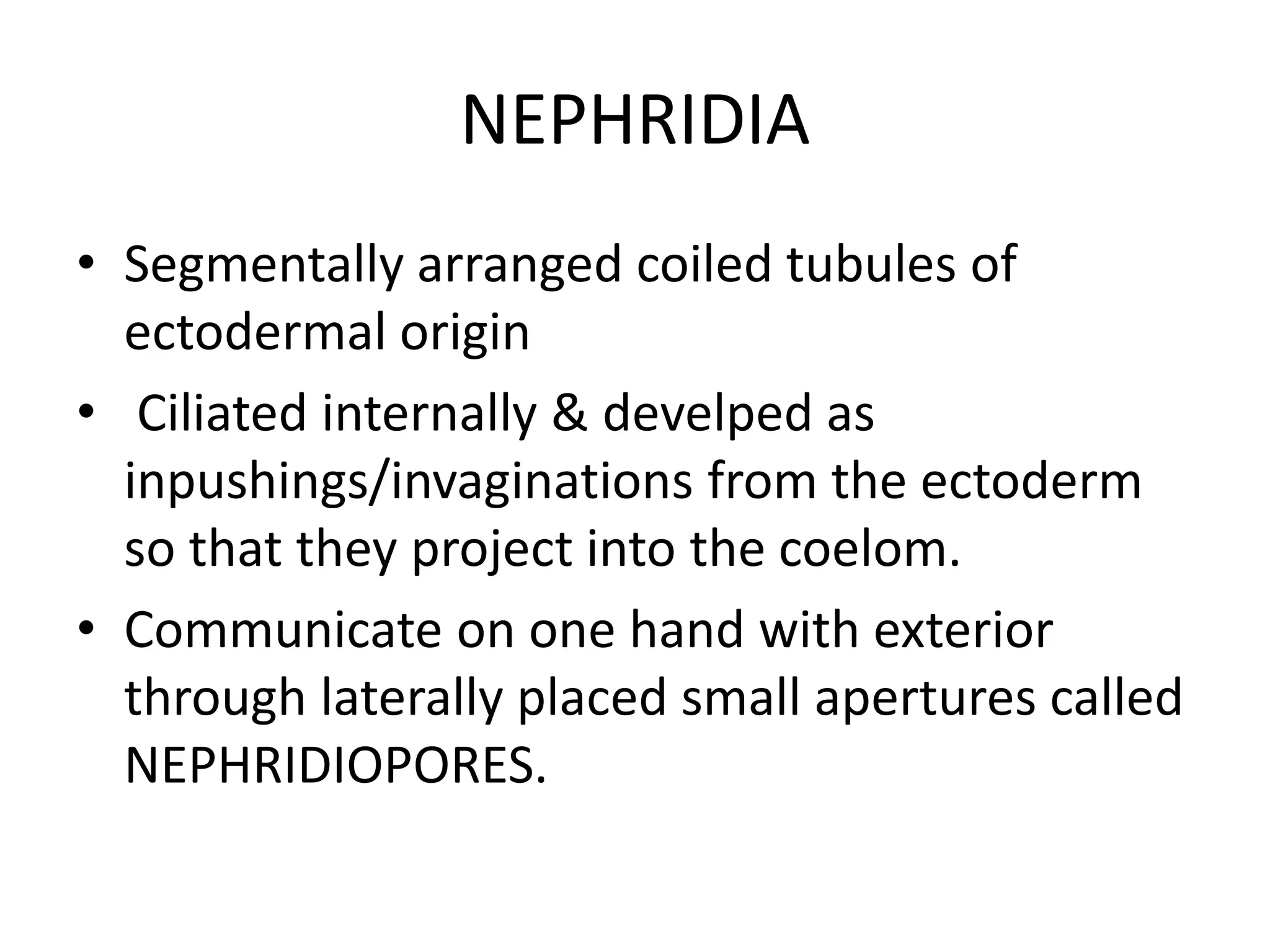 Phylum annelida- excretion in annelida | PPTX