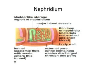 Phylum annelida- excretion in annelida | PPTX