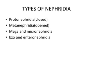 Phylum annelida- excretion in annelida | PPTX