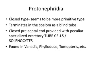 Phylum annelida- excretion in annelida | PPTX