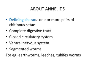 Phylum annelida- excretion in annelida | PPTX