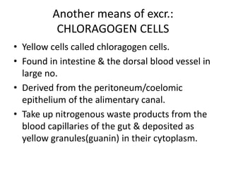 Phylum annelida- excretion in annelida | PPTX