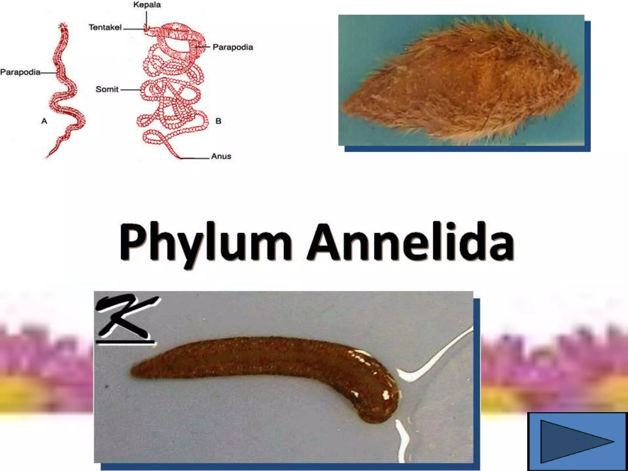 Phylum Annelida | PPTX