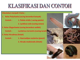 Phylum Annelida | PPTX