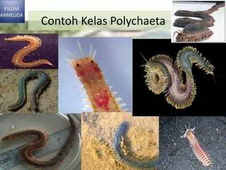 Phylum Annelida | PPTX