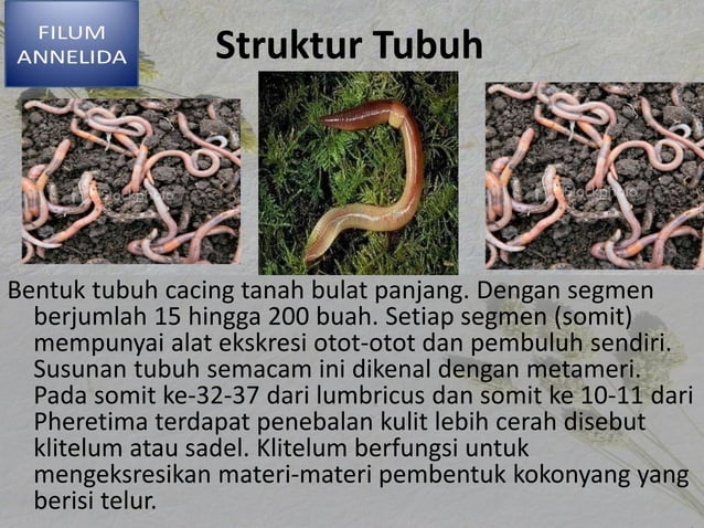 Phylum Annelida | PPTX