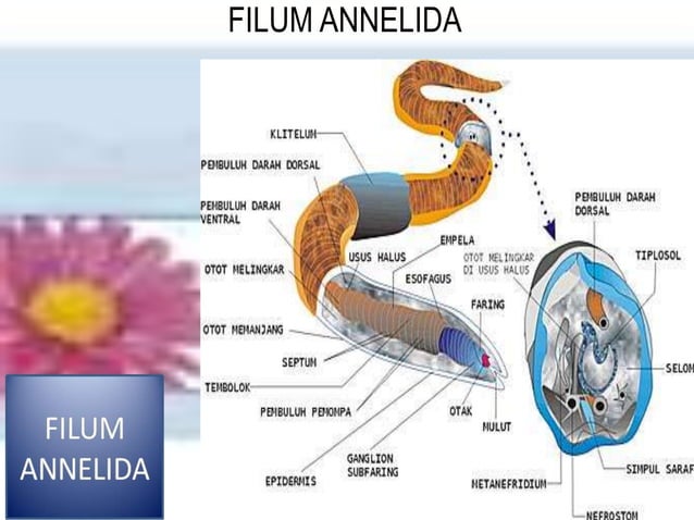 Phylum Annelida | PPTX