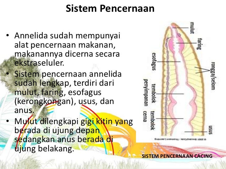 Phylum annelida kelompok 6