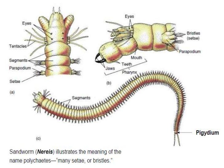 Phylum annelida kelompok 6