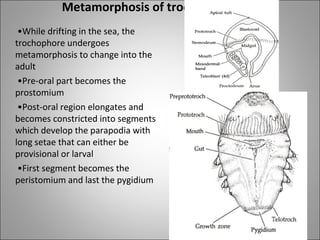 Phylum annelides.pptx