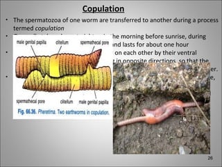 Phylum annelides.pptx