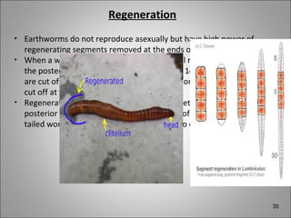 Phylum annelides.pptx