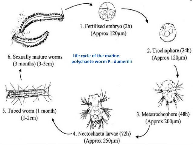 Phylum annelides.pptx