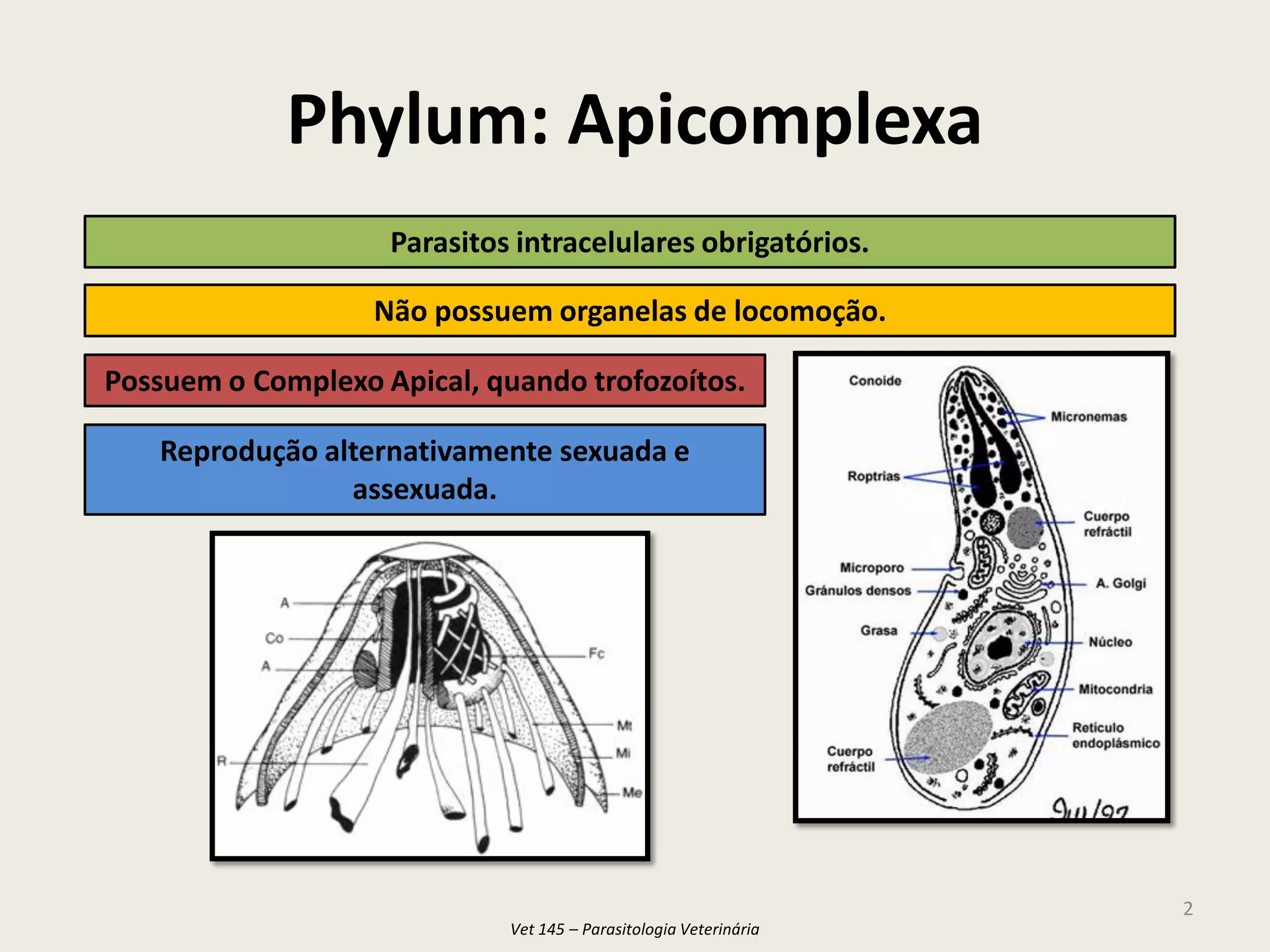 Phylum apicomplexa