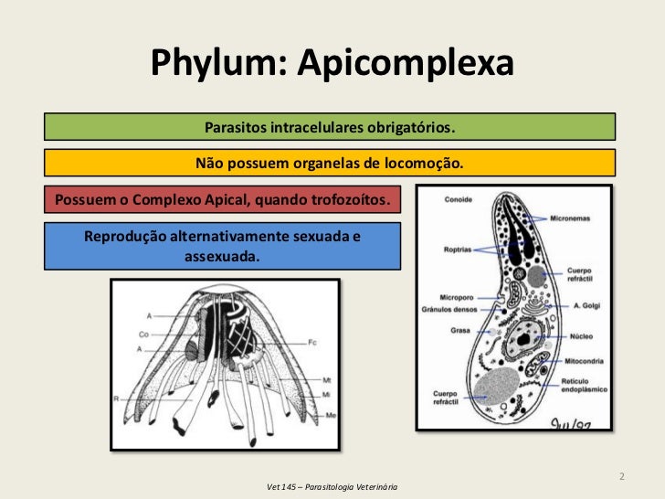 Phylum apicomplexa
