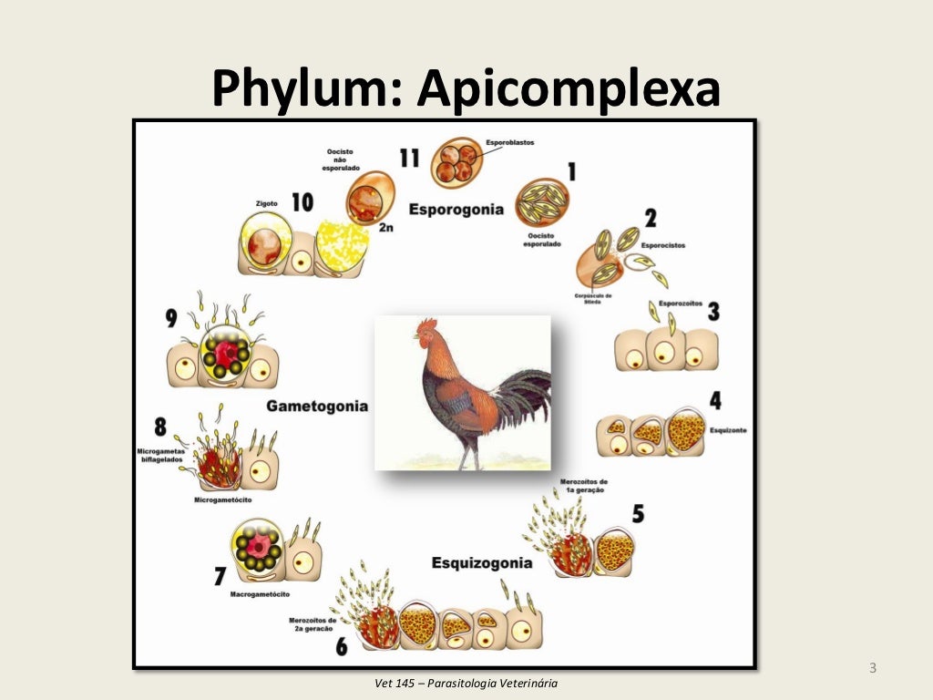 Phylum apicomplexa