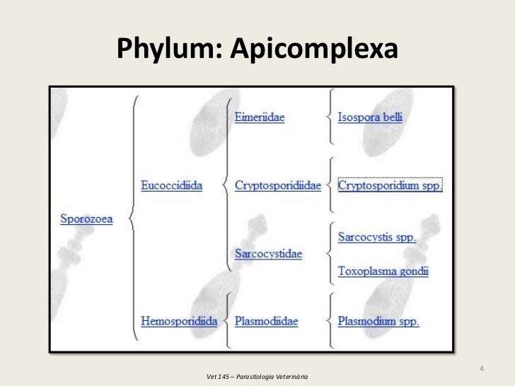 Phylum apicomplexa