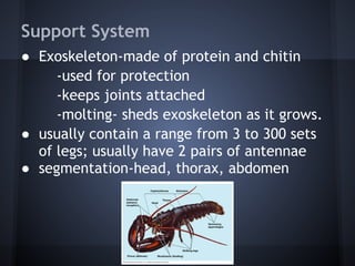 Phylum Arthropoda | PPT