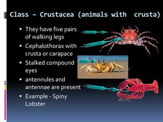 Phylum Arthropoda | PPTX