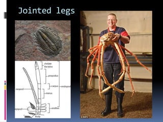 Phylum Arthropoda | PPTX
