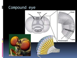 Phylum Arthropoda | PPTX