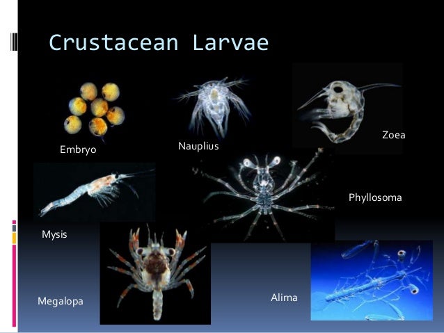 Crustacean larvae ~ Everything You Need to Know with Photos | Videos