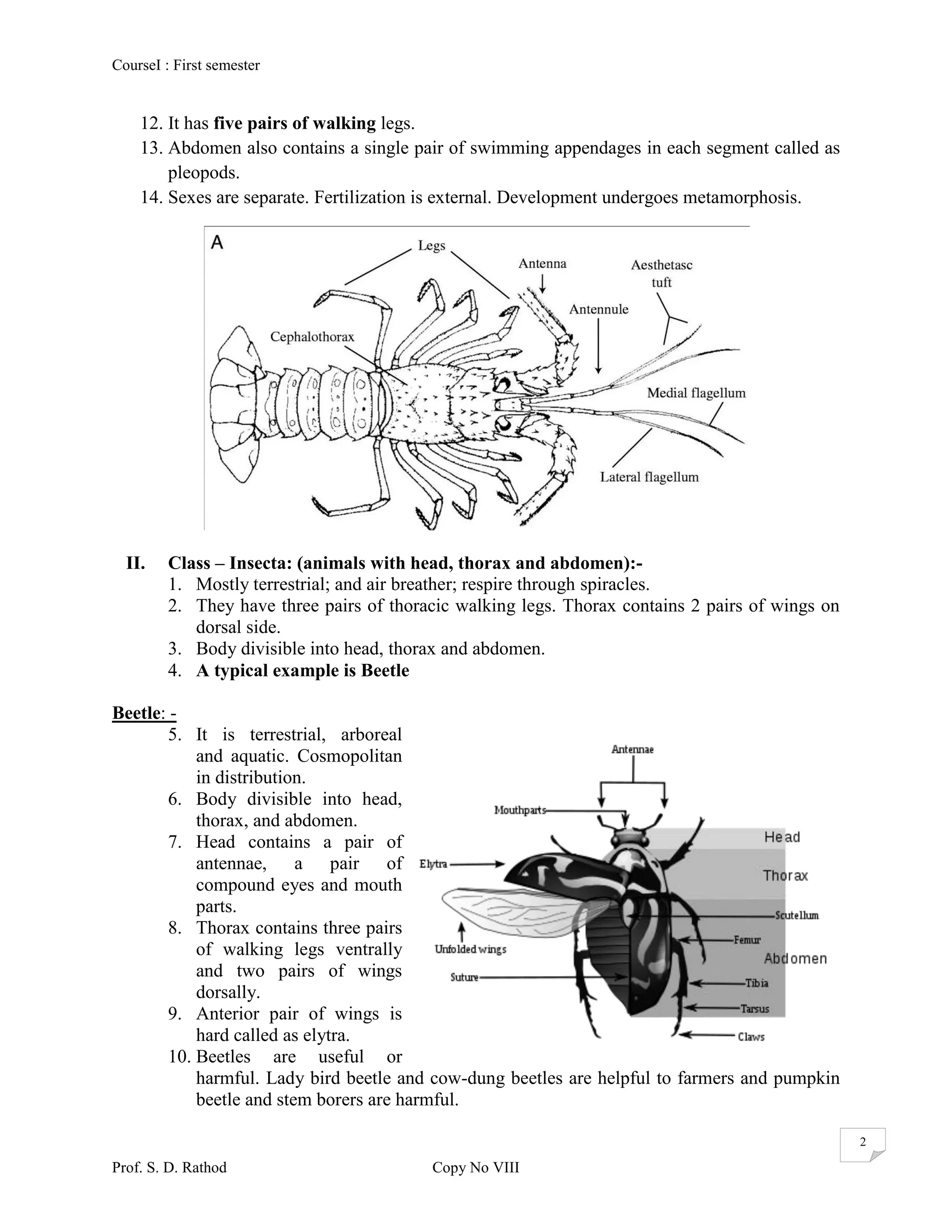 Phylum arthropoda | PDF | Pets