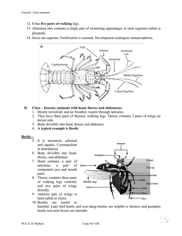 Phylum arthropoda | PDF | Pets
