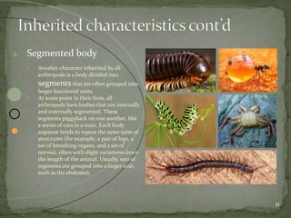 Phylum Arthropoda | PPTX