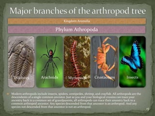 Phylum Arthropoda | PPTX