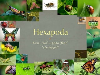 Hexapoda Examples