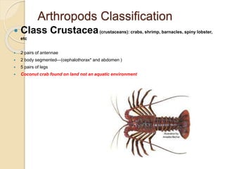 Phylum Arthropoda M.Ishaq ICP | PPTX