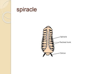 Phylum Arthropoda M.Ishaq ICP | PPTX | Biological Sciences | Science