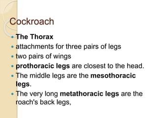 Phylum Arthropoda M.Ishaq ICP | PPTX | Biological Sciences | Science